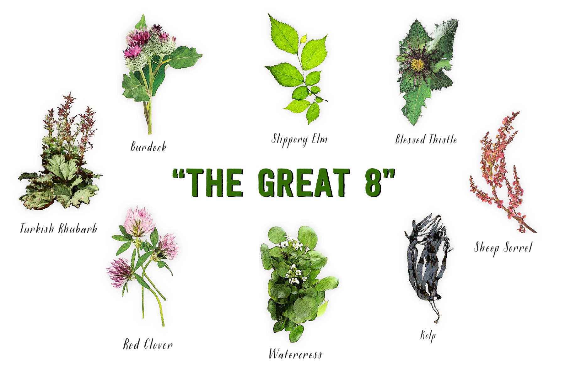 Flor Essence & Essiac Tea | History of Flor Essence – FloraHealthca-en