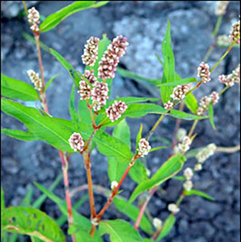 Knotgrass – FloraHealthca-en