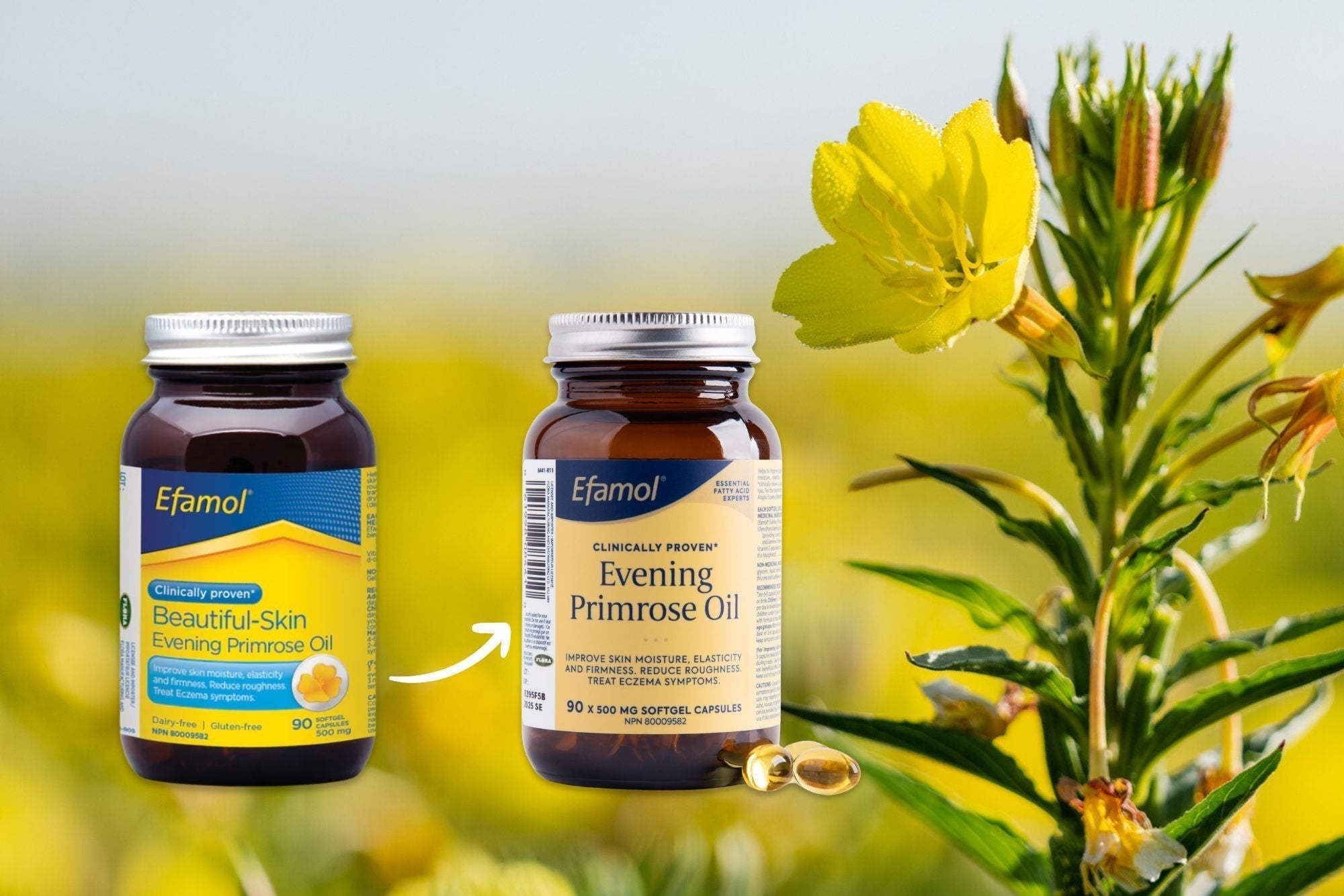 Efamol® Has a New Look! – FloraHealthca-en